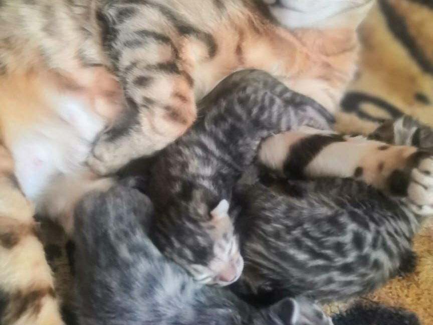 Котята Бенгалы