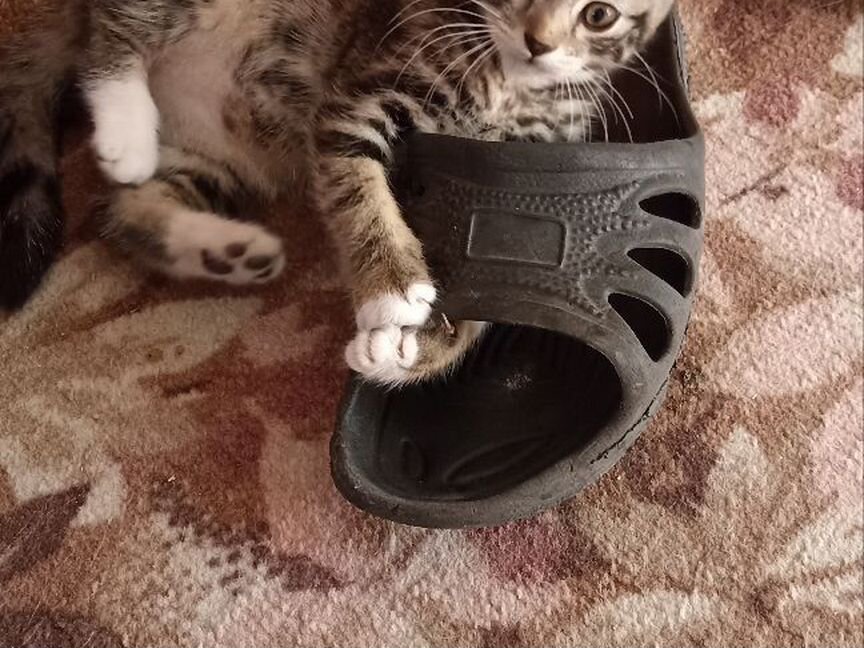 Кошка