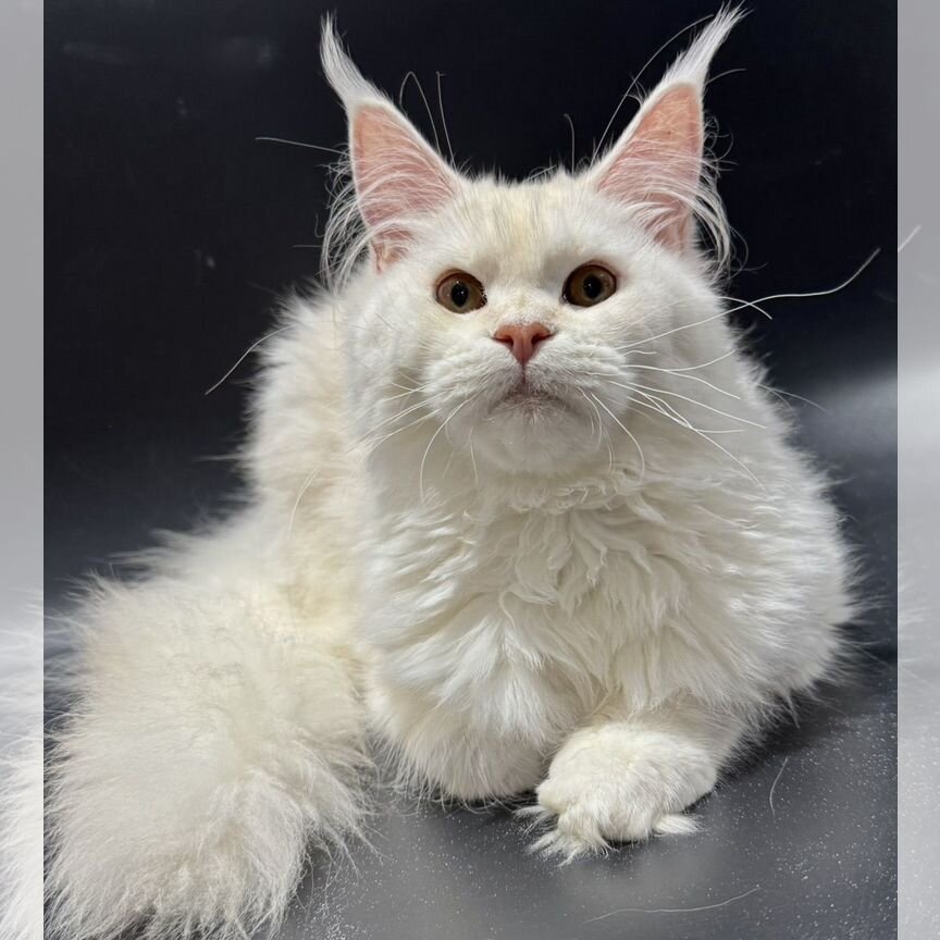 Мейн-кун котёнок