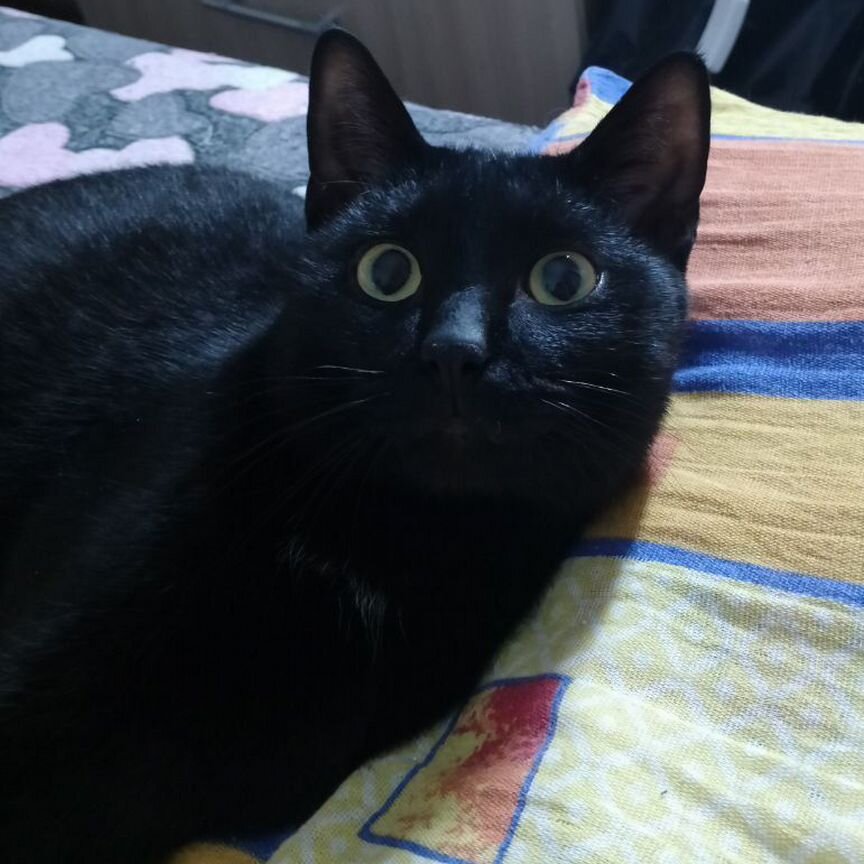 Взрослый кот в добрые руки