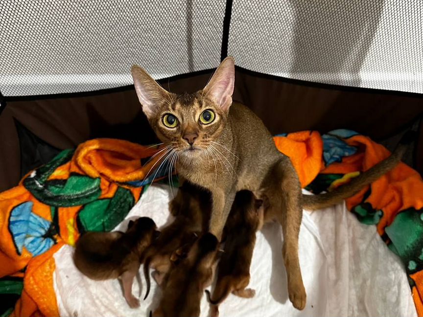 Абиссинские котята