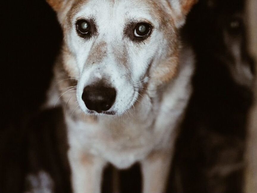 Собака в добрые руки