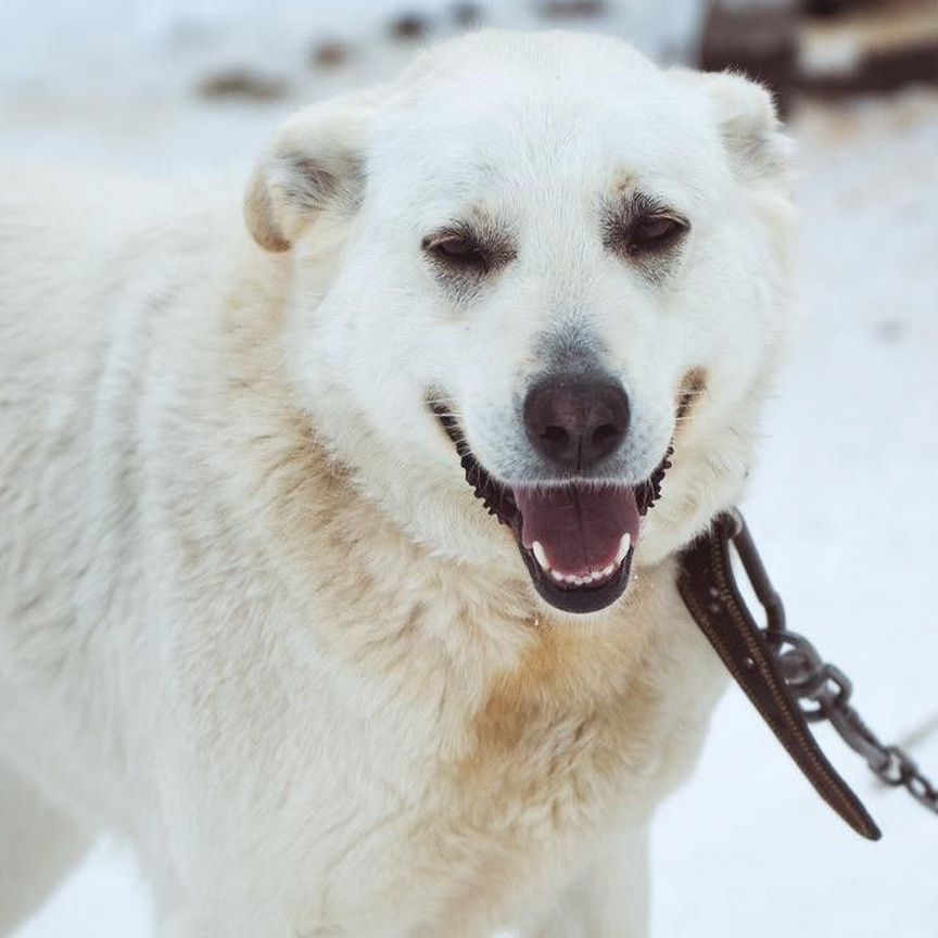Ласковая Луна ищет хозяина