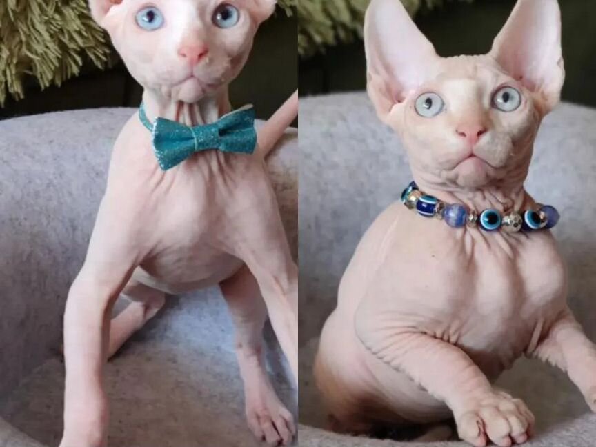 Голубоглазые братья блондины