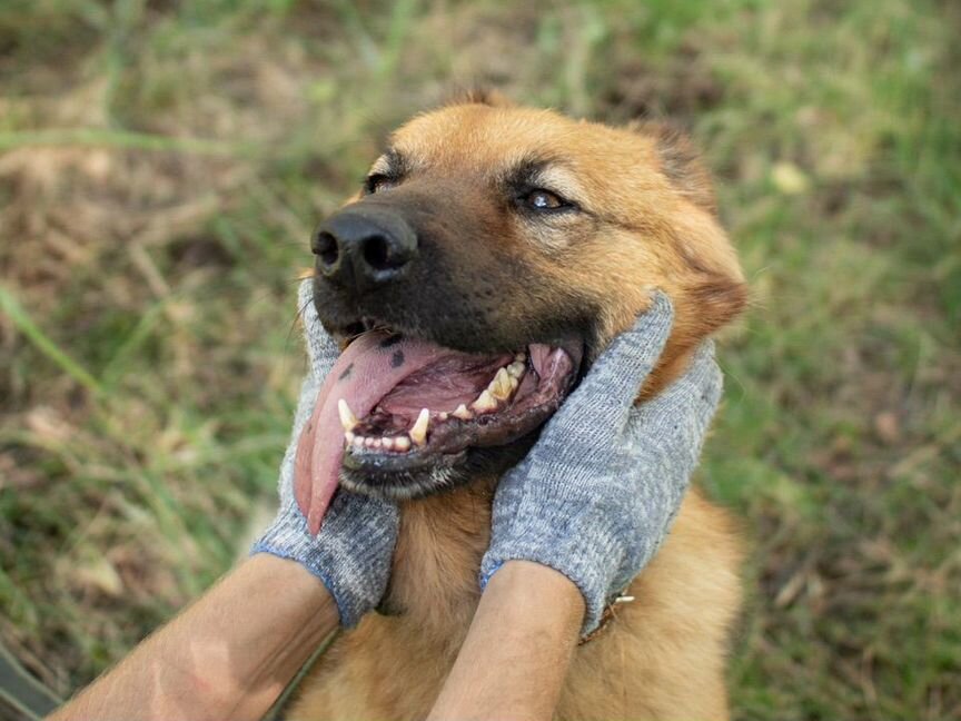 Приютской собаке нужен дом