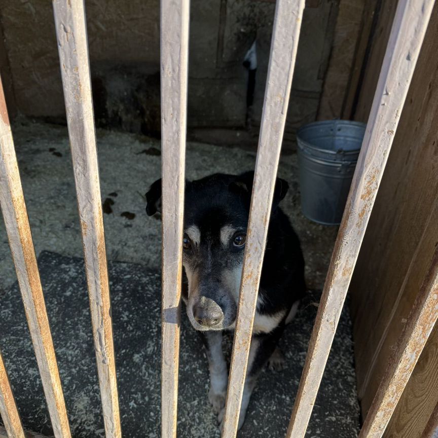 Слепой пес умирает в приюте