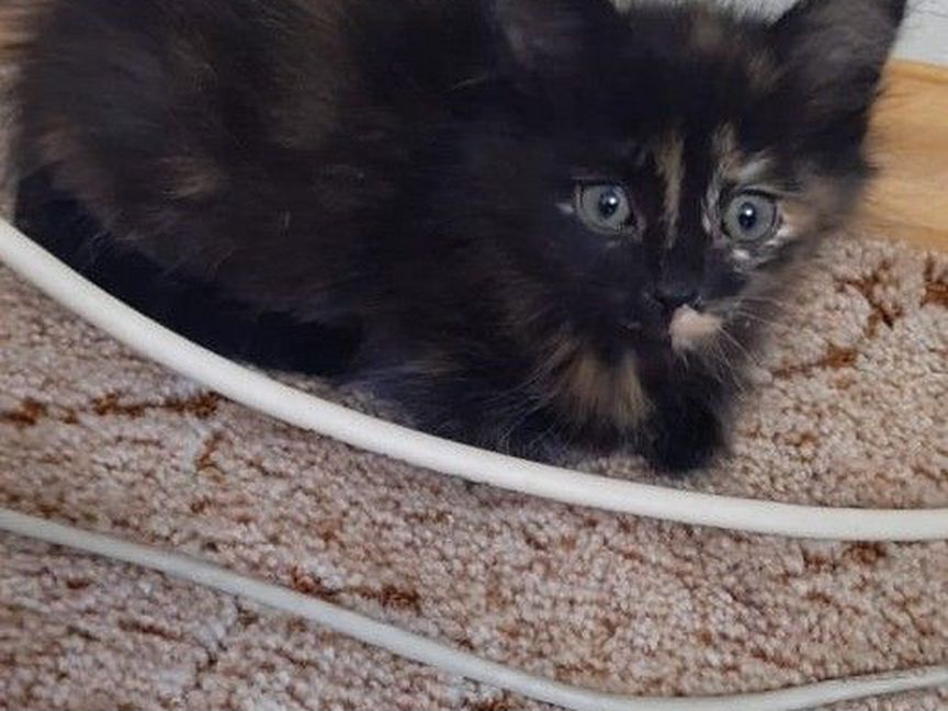 Котенок черепашка