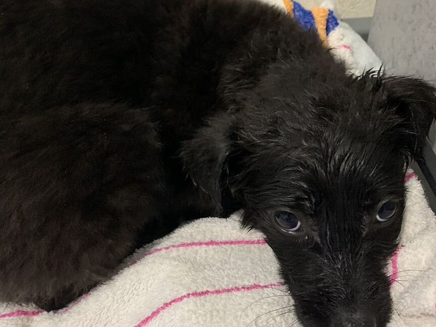 Собака смоки девочка с прививками