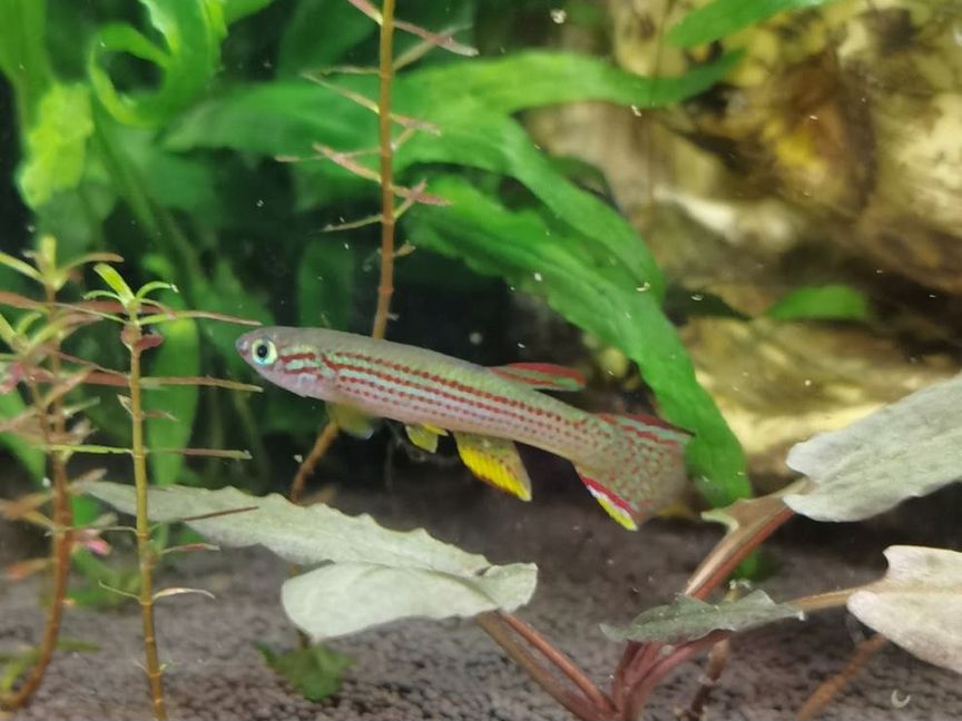 Аквариумные рыбки афиосемионы