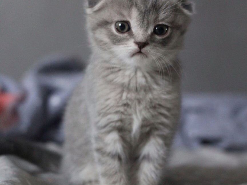 Шотландская вислоухая