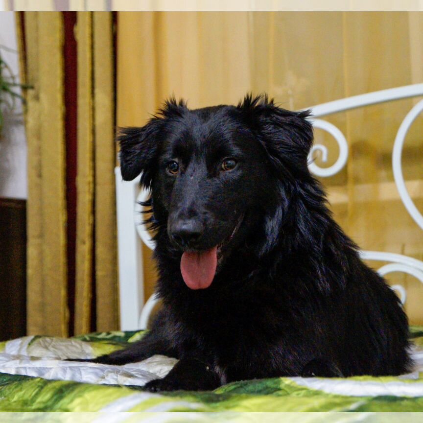 В хорошие руки