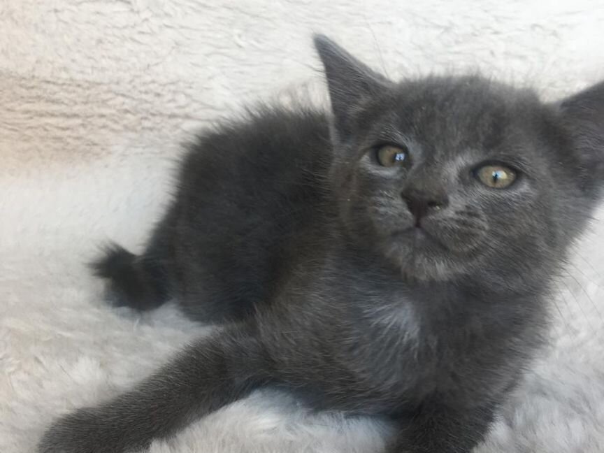 Голубой котёнок 2 месяца