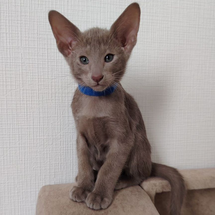 Ориентальный котёнок