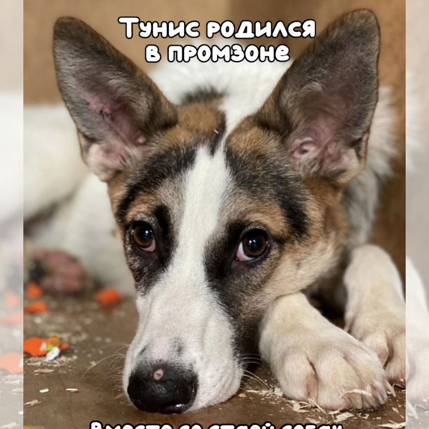 Собака в добрые руки