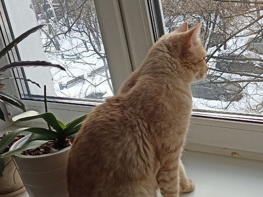 Британский рыжий котик