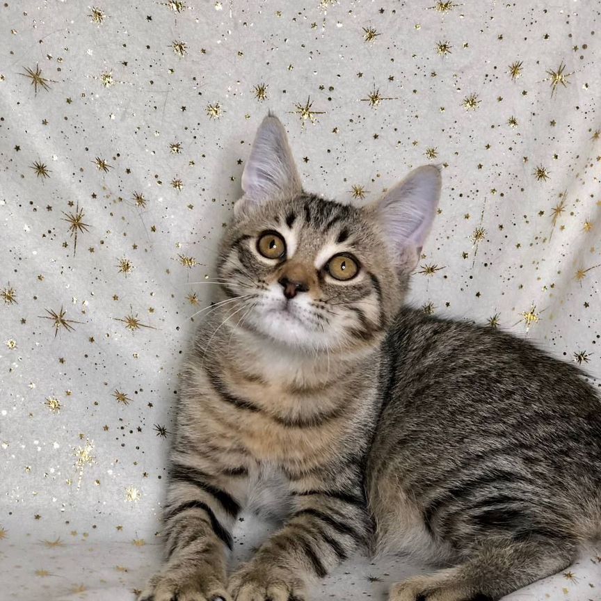 Котенок Оззи