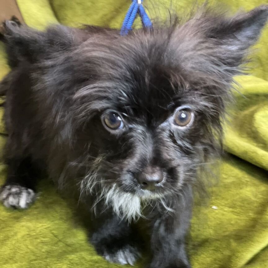 Потрясающие чийхуа хуа мальчик и девочка