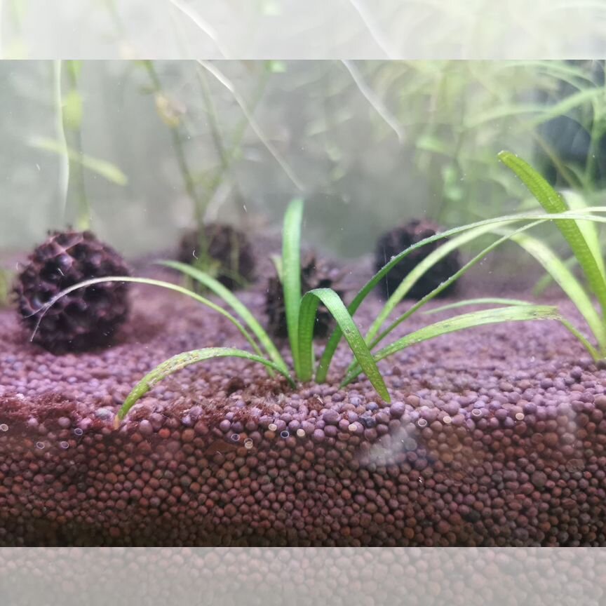 Сагиттария