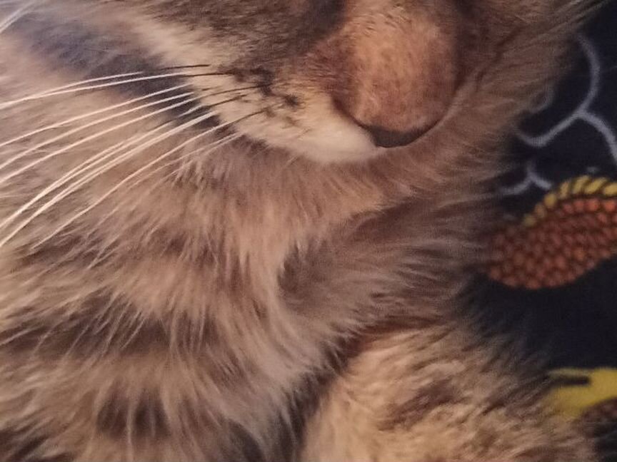 Кошки