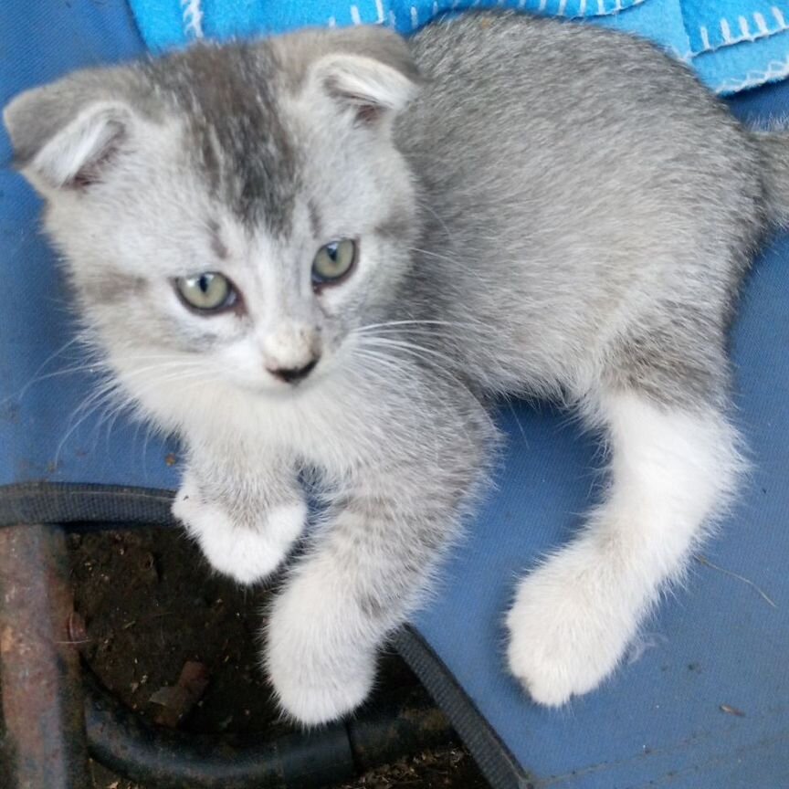 Шотландские вислоухие котята