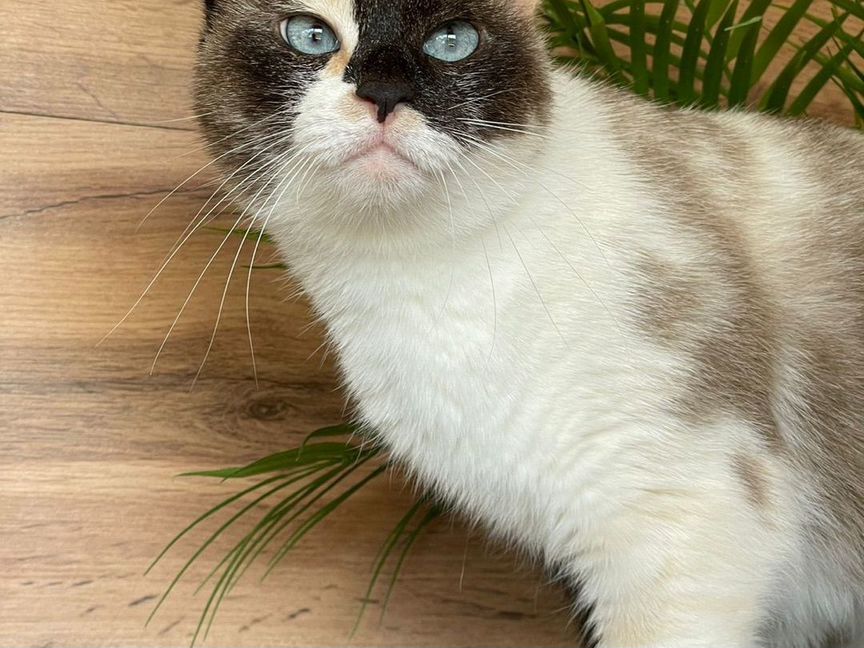 Кошечка Ночка в поисках дома