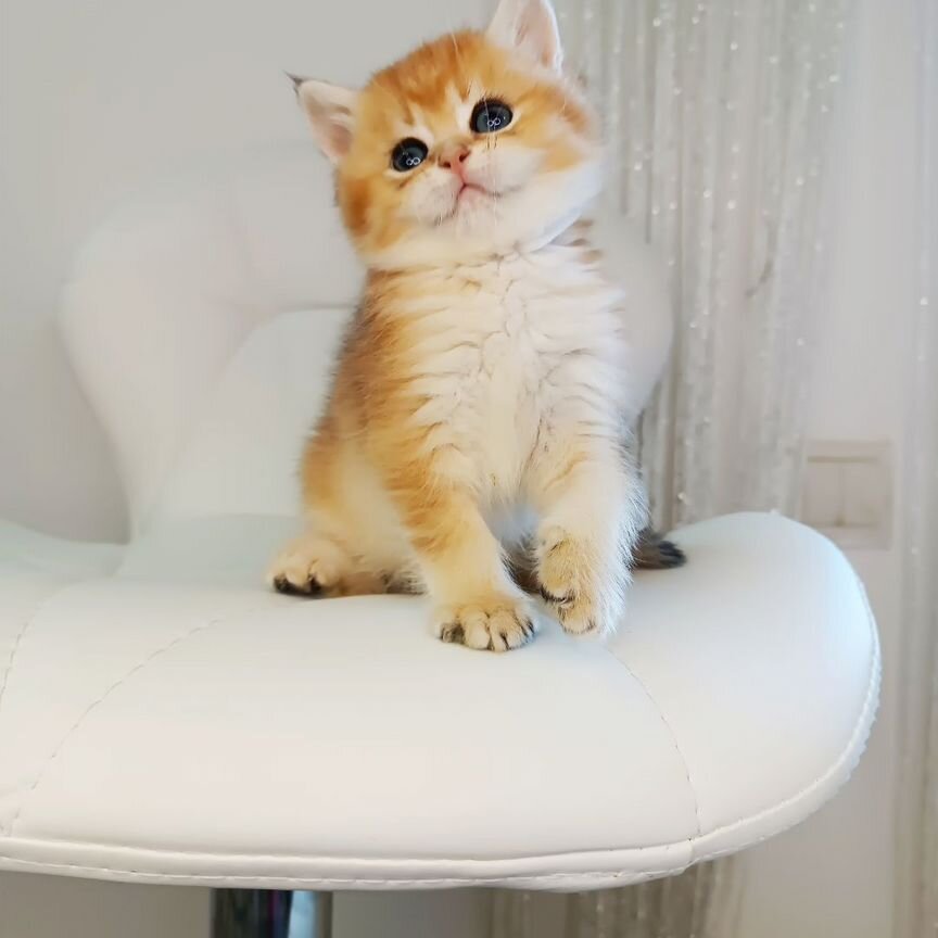 Золотая британская девочка