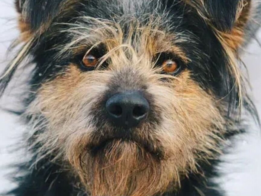 Молодой пес в приюте