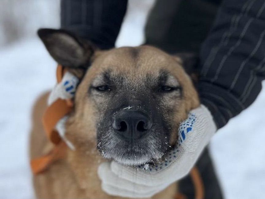 Ласковый песик, душа компании из приюта