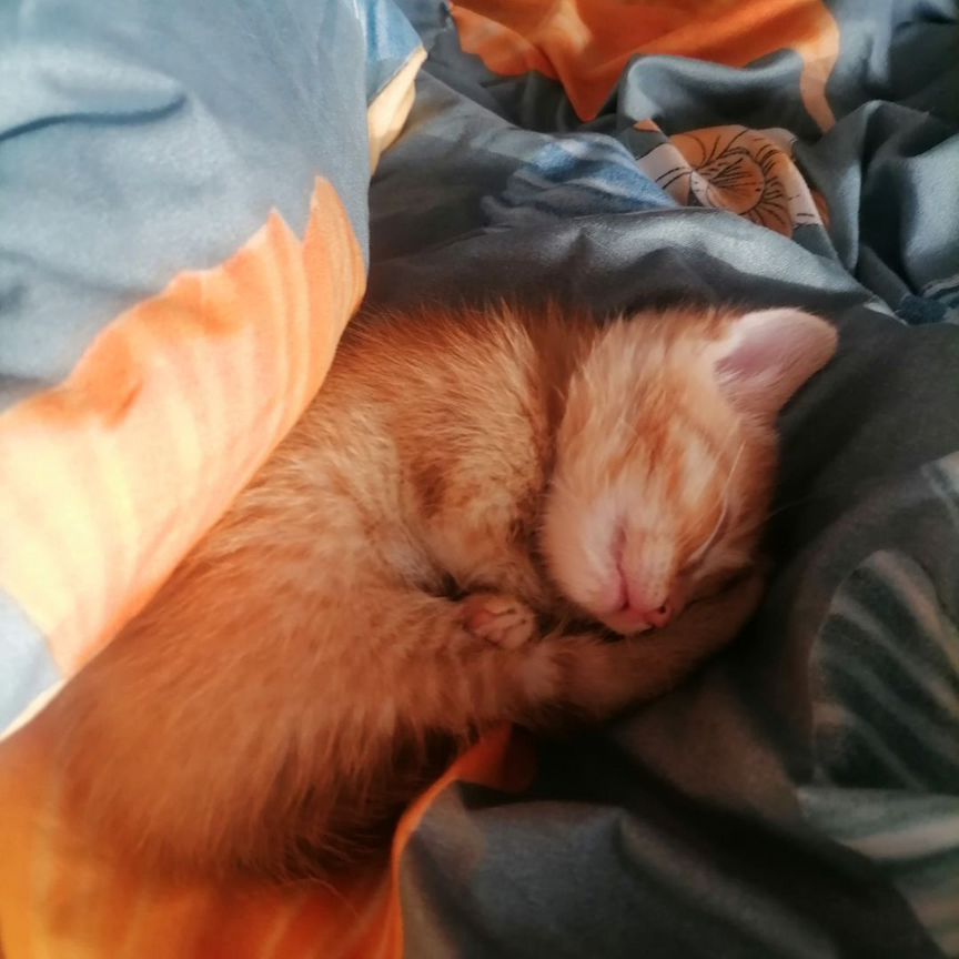 Отдам милых котят для души