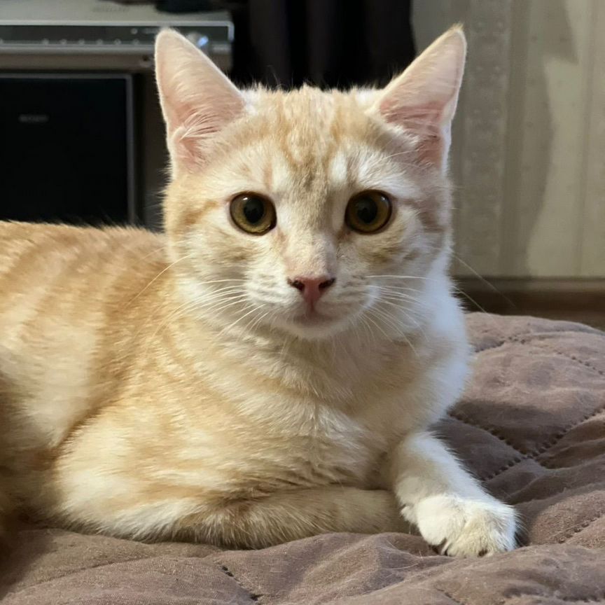 Котик ищет дом