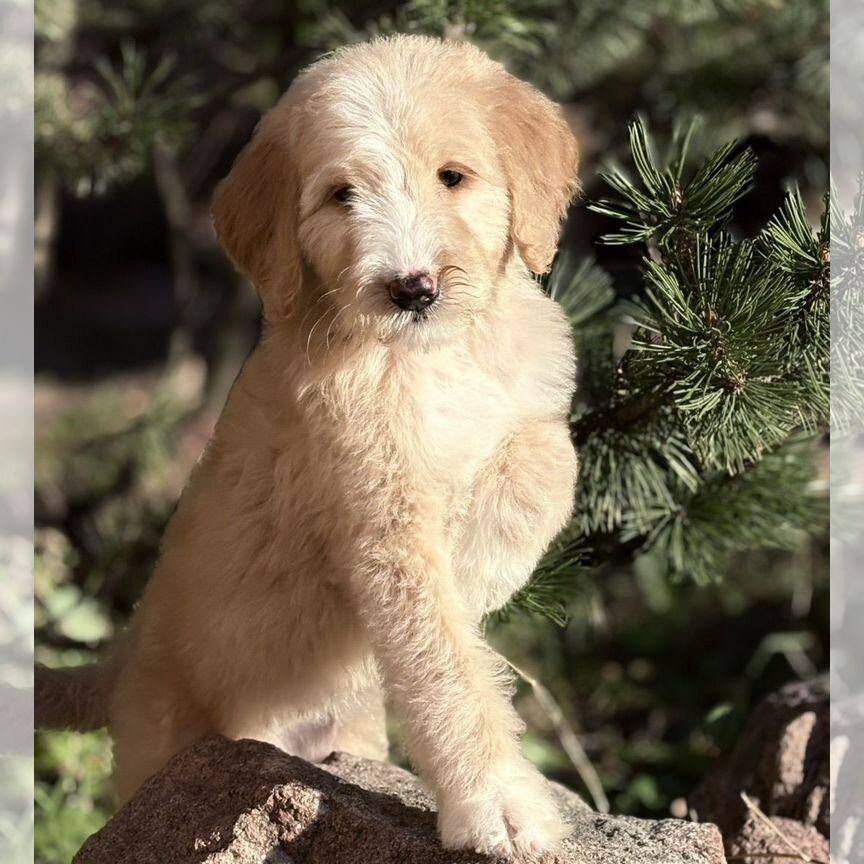 Пудель, щенок