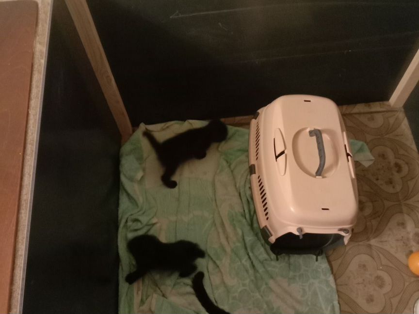 Котята веслоухие