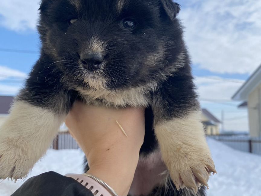 Щенок полухаски и овчарки