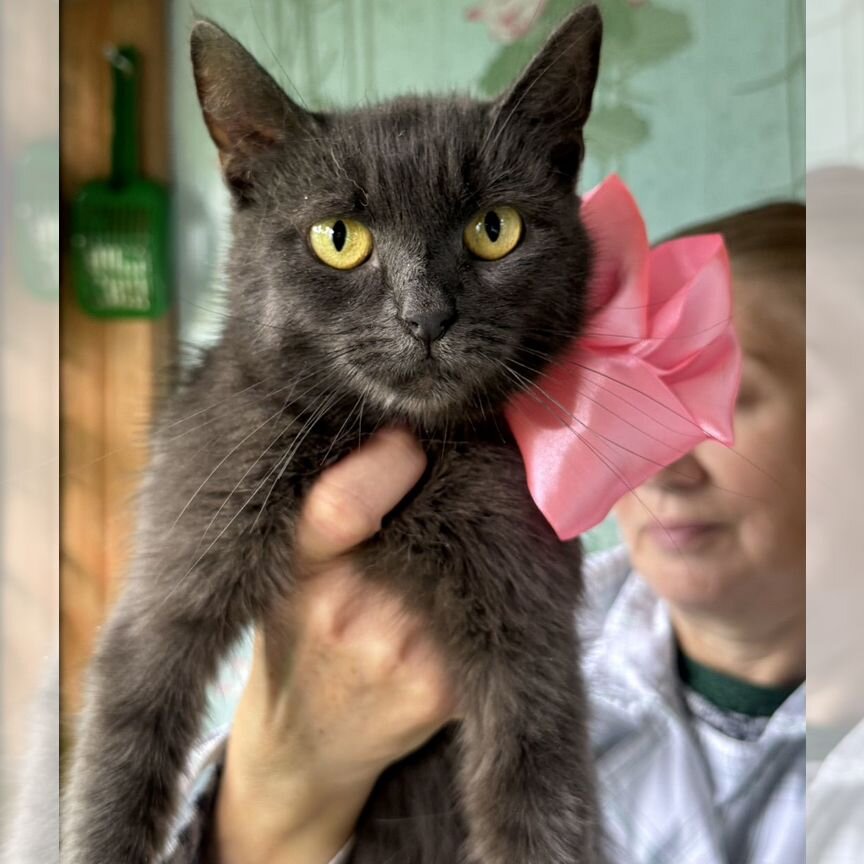Серая маленька кошка Жаклин