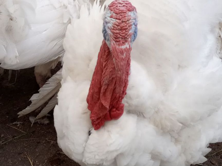 Мясо индейки