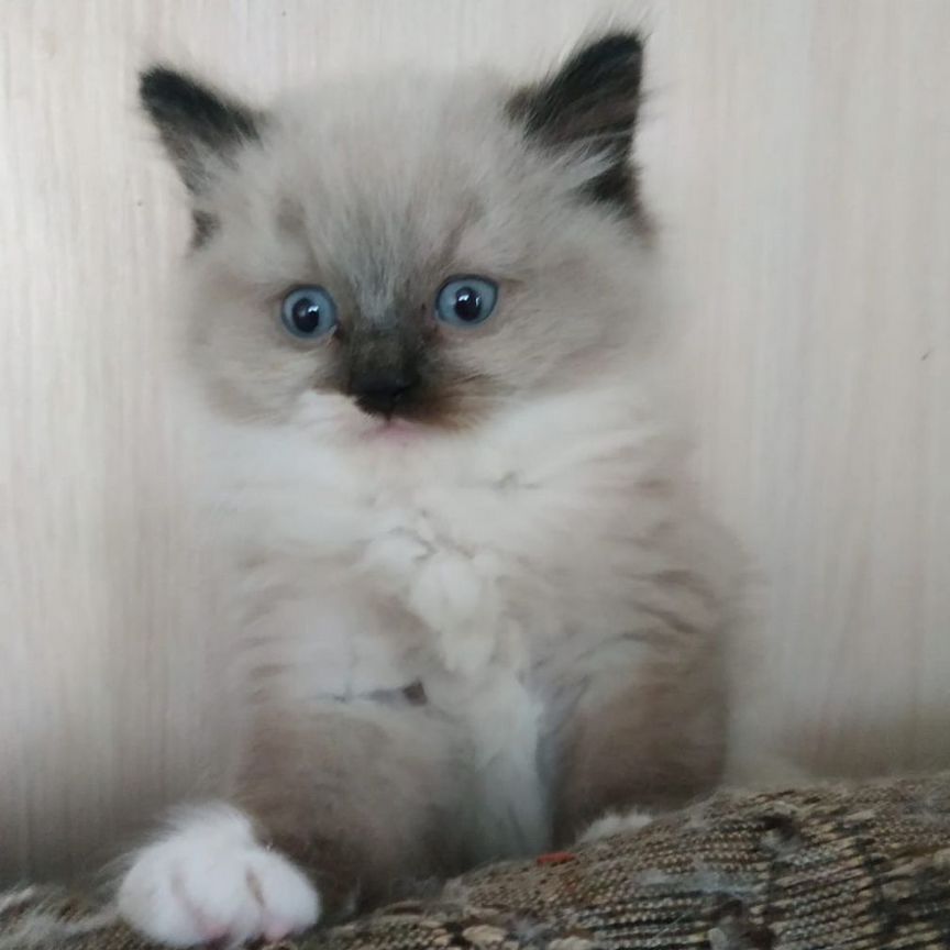 Котята Рэгдол
