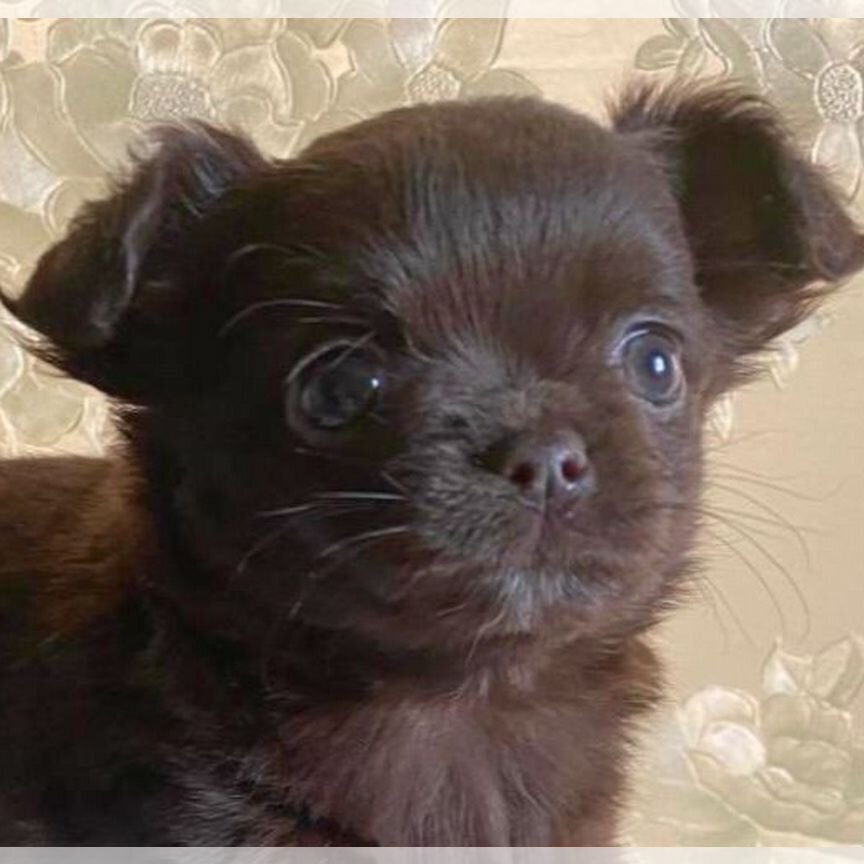 Шоколадный мальчик д/ш