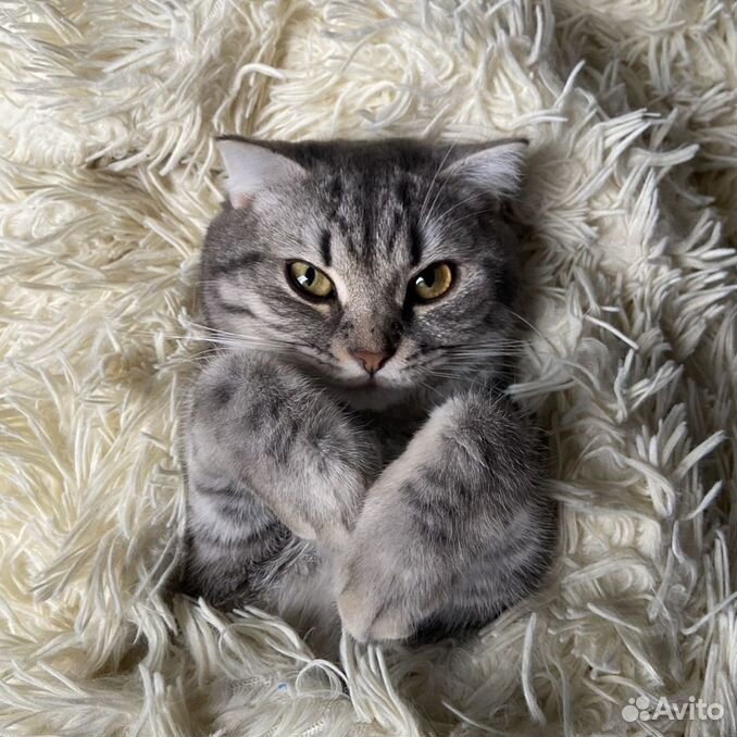 Ищем шотладского кота на вязку