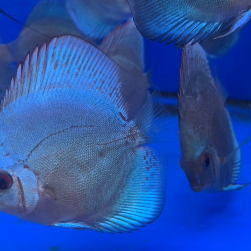 Дискус голубой алмаз