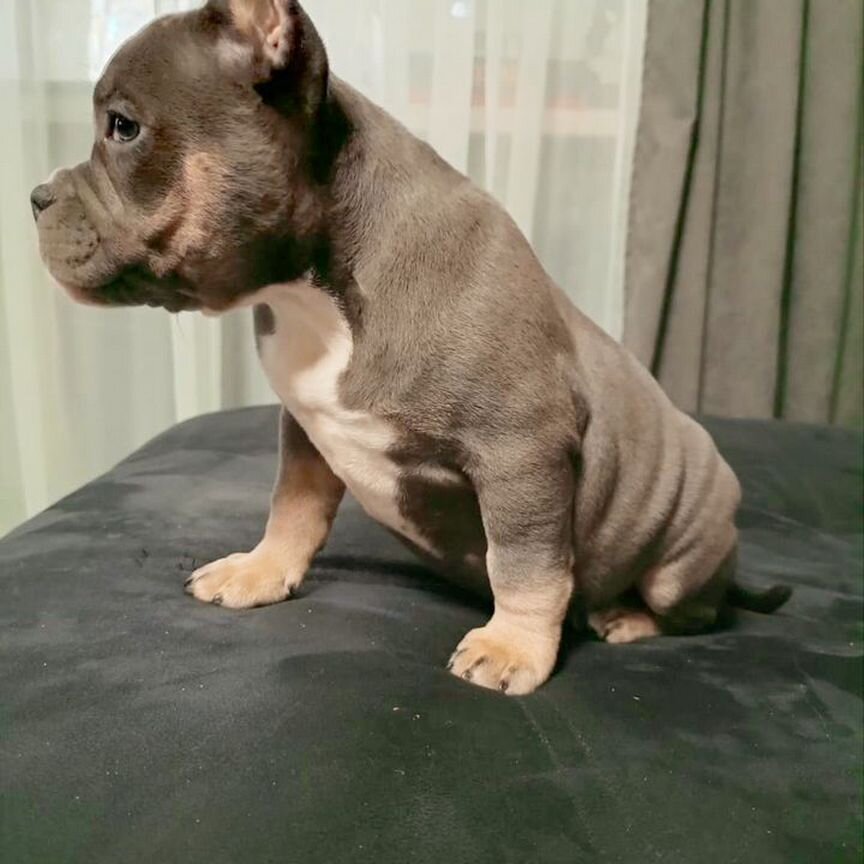 Американский булли покет