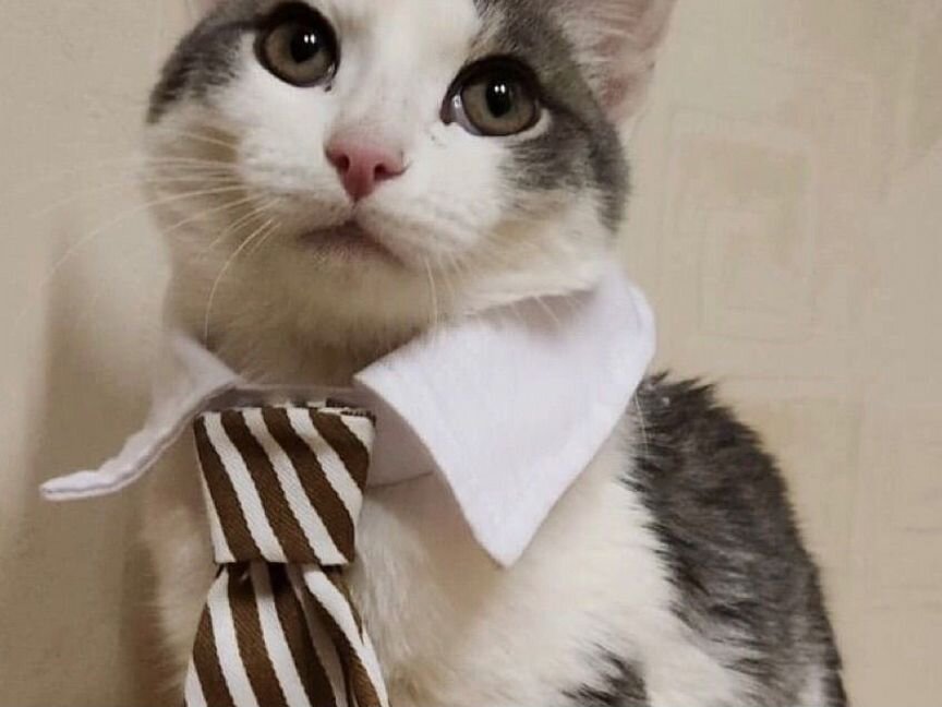 Котенок