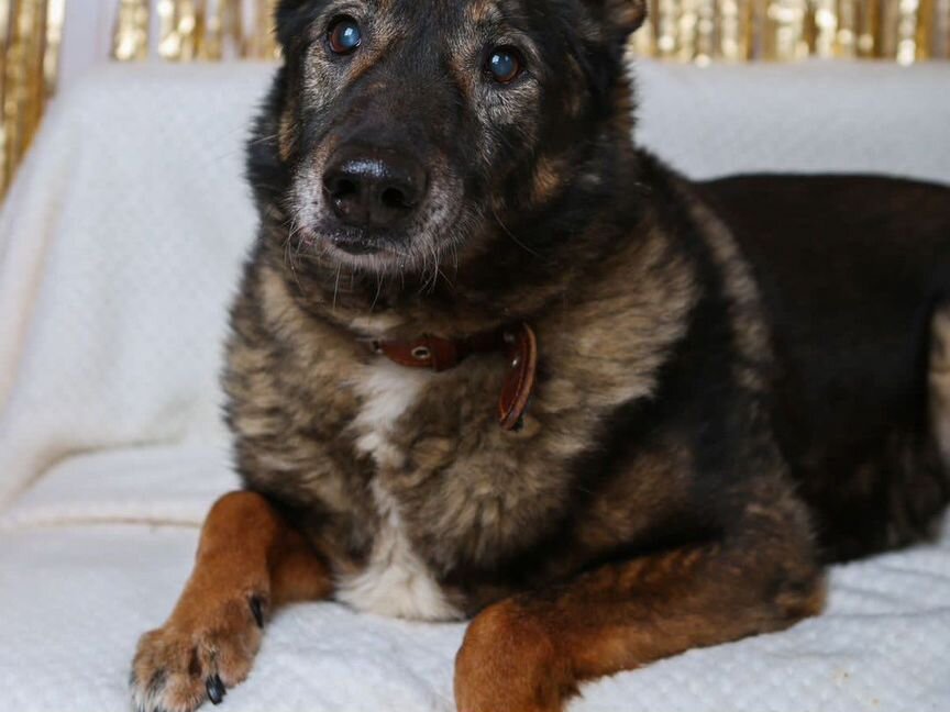 Собака без зубов ищет семью