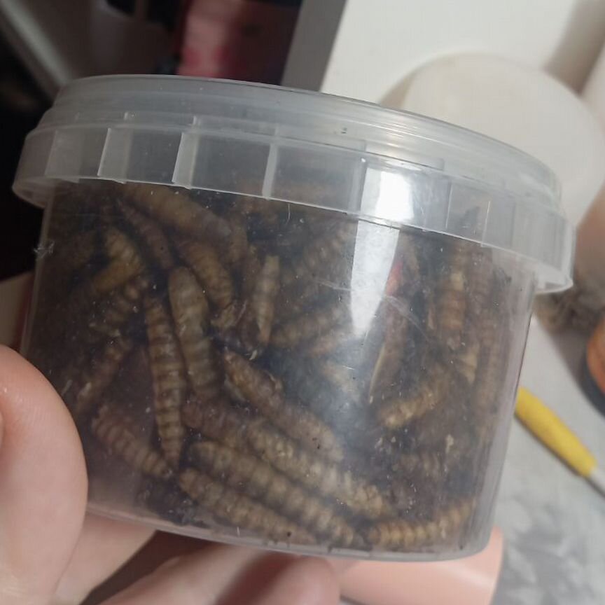 Сушёные червяки