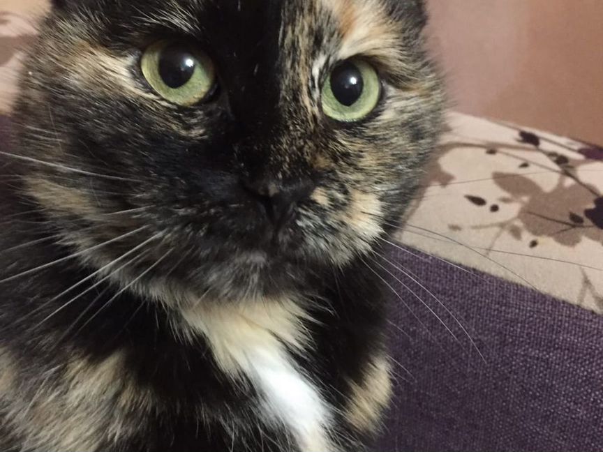 Кошка Сарочка