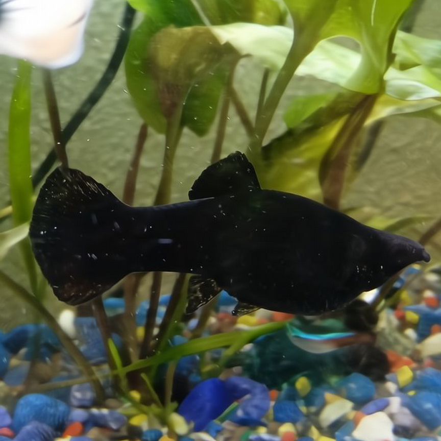 Аквариумные рыбки отдам