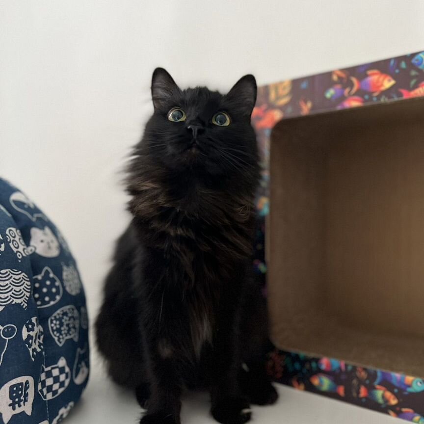 Оливия в добрые руки