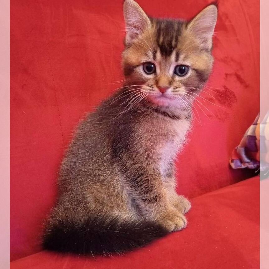 Британский короткошёрстный котёнок