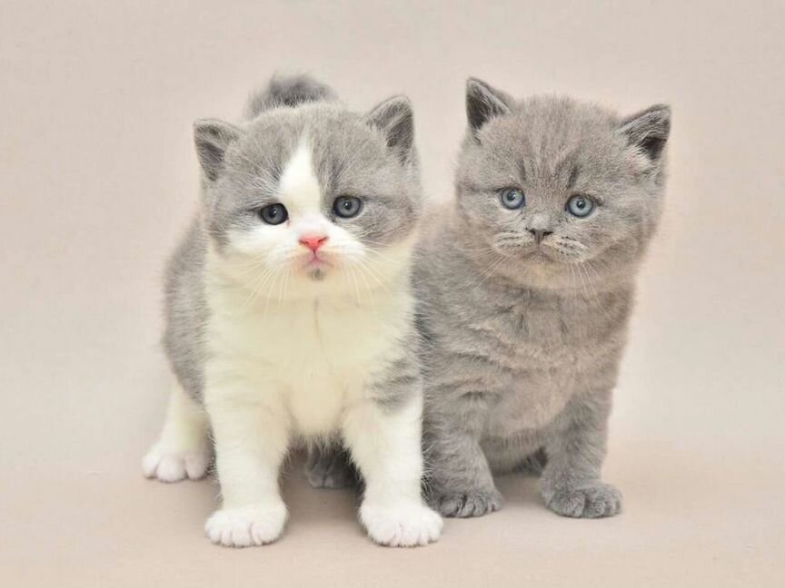 Британские котята в добрые руки