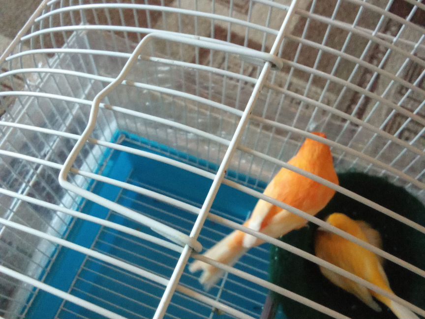 Кенара и канарейки