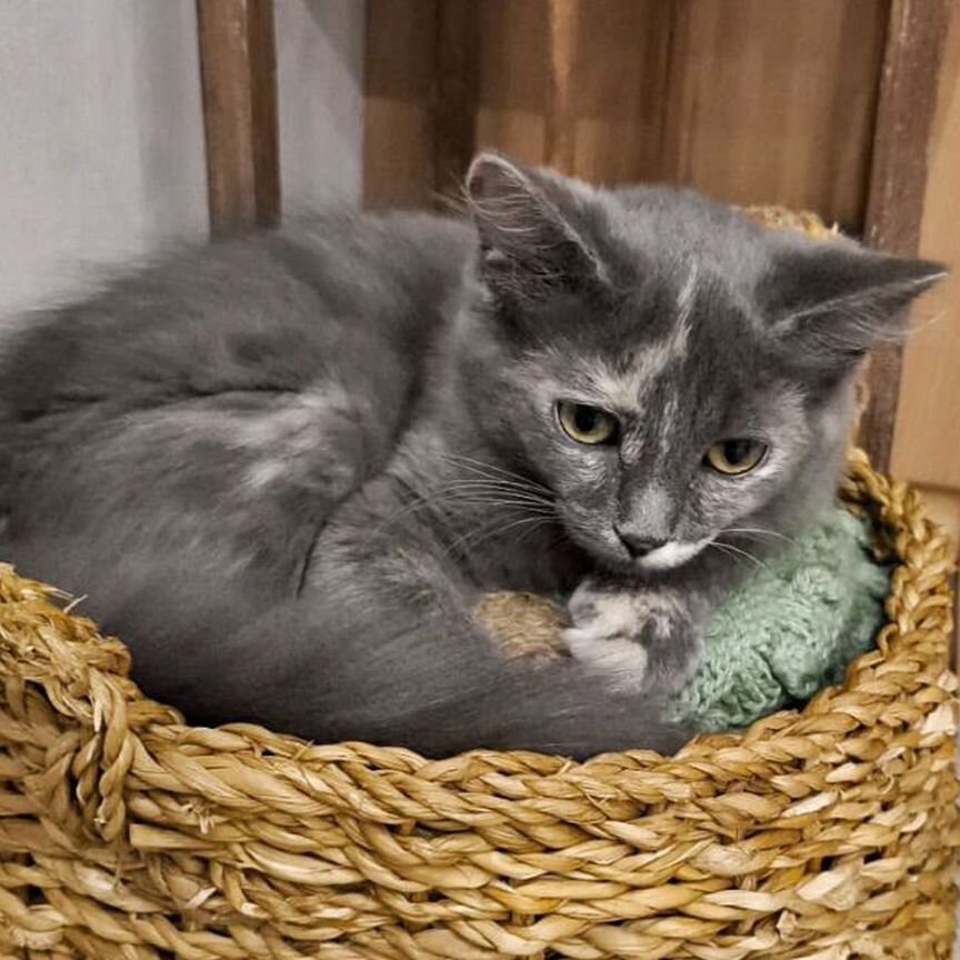 Котенок